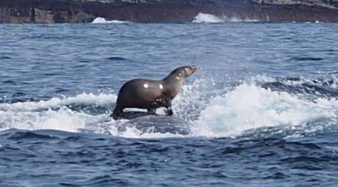 13+ Anjing Laut : Ciri, Jenis, Cara merawat, Melatih, Harganya (sangat ...